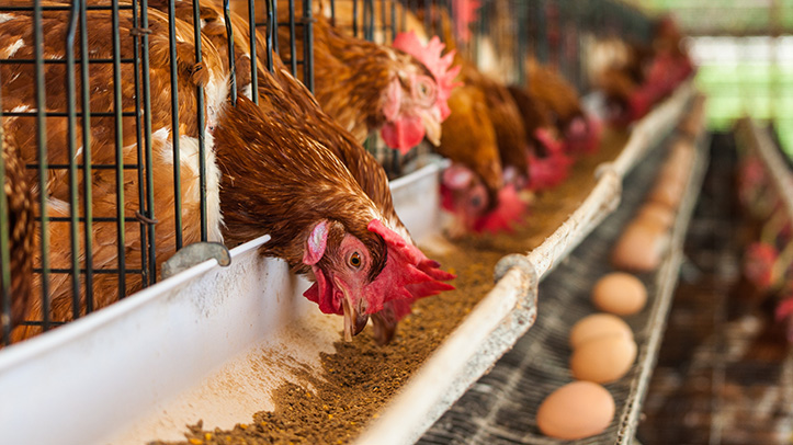 Scotland consults on banning enriched cages for egg production ...