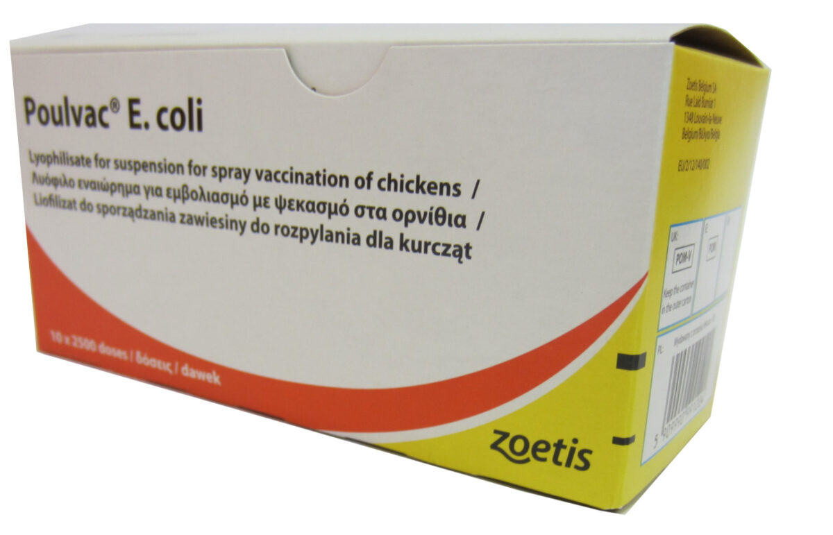 New advance in protecting egg laying flocks against E.coli - Poultry News