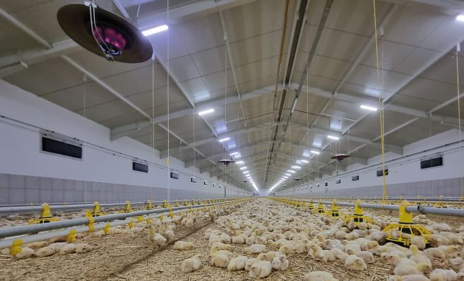 Key considerations when planning a new building project - Poultry News