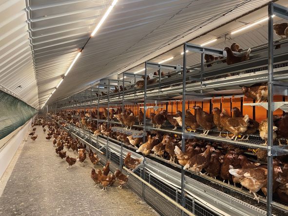 The benefits of barn production - Poultry News