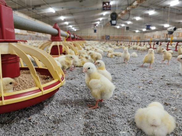 New poultry bedding product launched - Poultry News New poultry bedding product launched - Poultry News