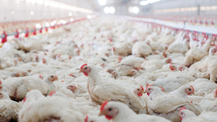 Digital poultry production platform launched by dsm-firmenich and ...