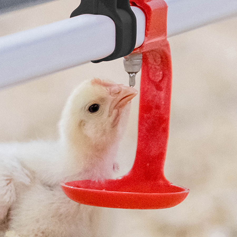 Unlock the secret to efficient broiler drinking water management ...
