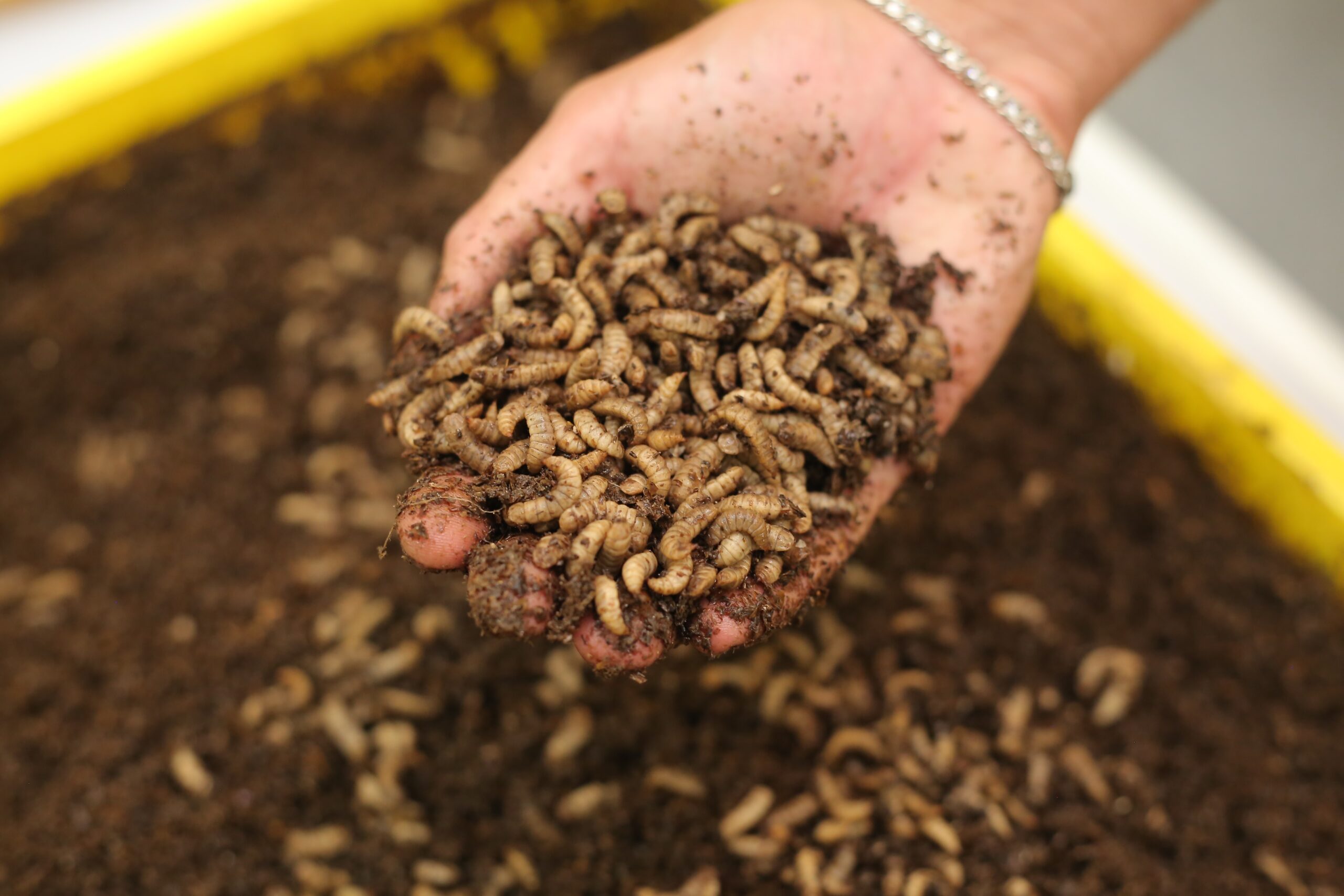 New project to test fly larvae in poultry feed - Poultry News