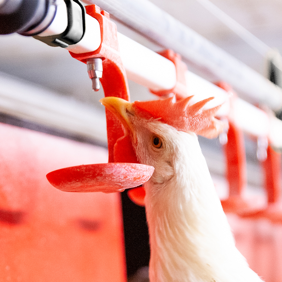 The importance of optimal drinking water management - Poultry News
